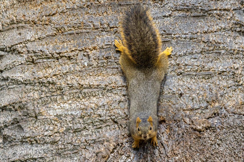 Squirrel Going Down the Tree Stock Image - Image of animals, squirrel ...