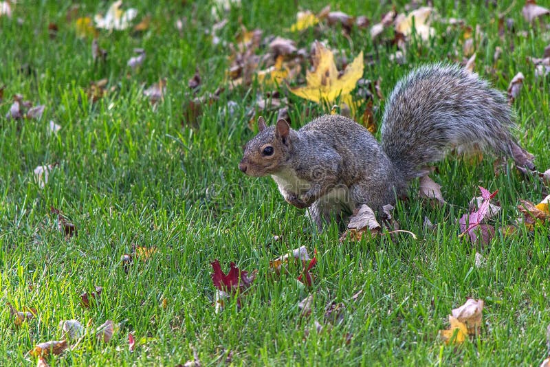 Squirrel in grass stock image. Image of autumn, fall - 107020425