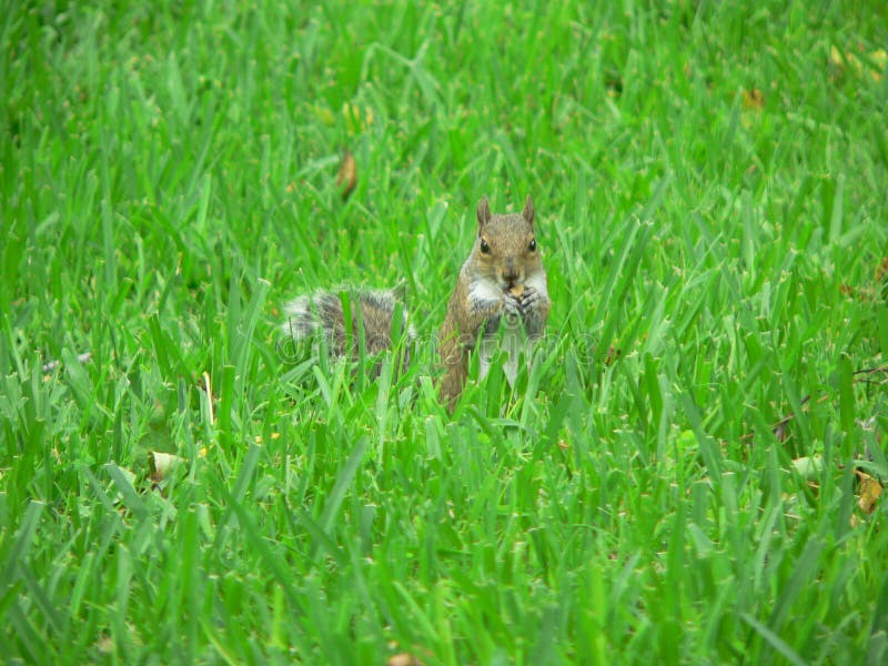 Squirrel in grass stock image. Image of tail, grass, close - 1070327
