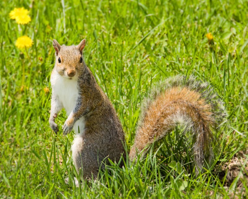 Squirrel in Grass stock image. Image of sunny, mammal - 11318329