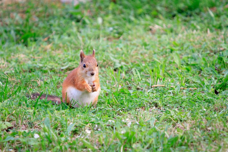 Squirrel on the grass stock photo. Image of furry, fluffy - 36184266