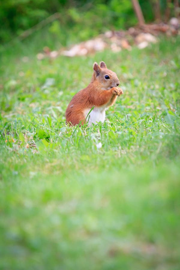 Squirrel on the grass stock photo. Image of garden, cute - 36184294