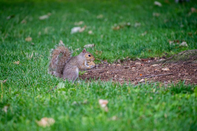 Squirrel in the grass stock photo. Image of portrait - 144027546