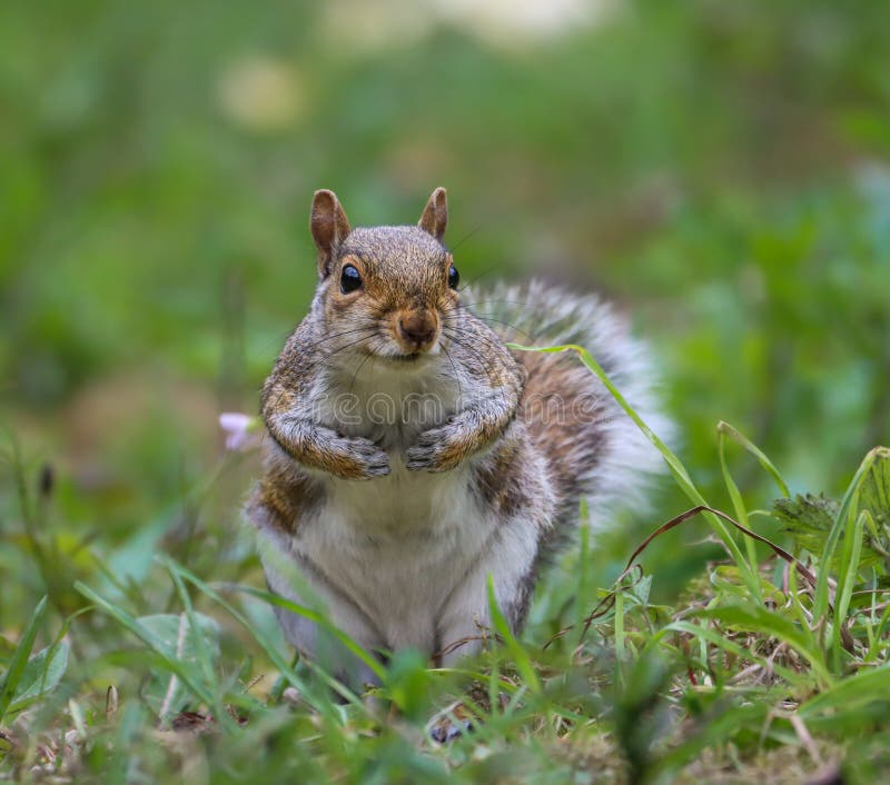 Squirrel in Grass with Hands Raised Stock Image - Image of outdoors ...