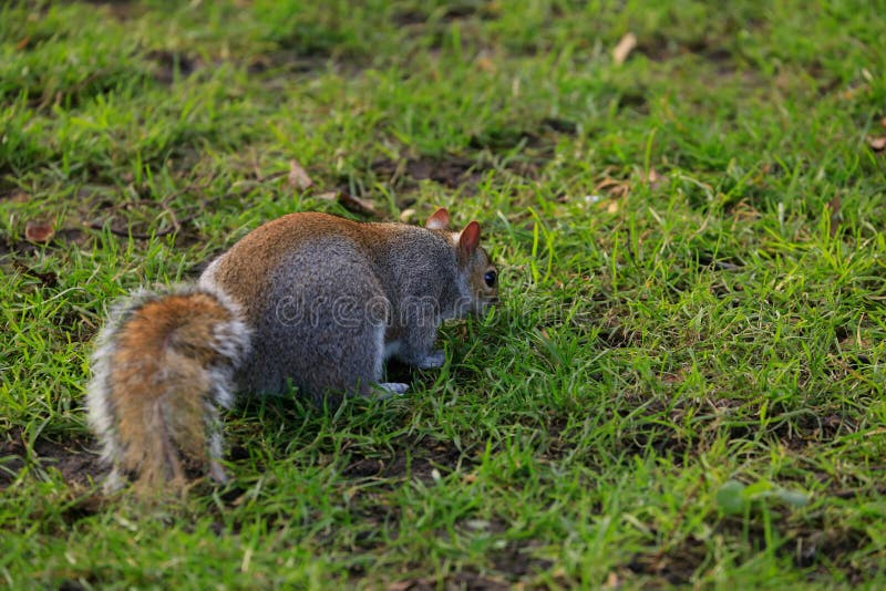 Squirrel on the grass stock photo. Image of james, squirrel - 105595850