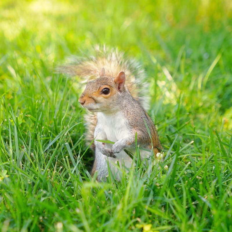 Squirrel in the grass. stock photo. Image of trusting - 248895542