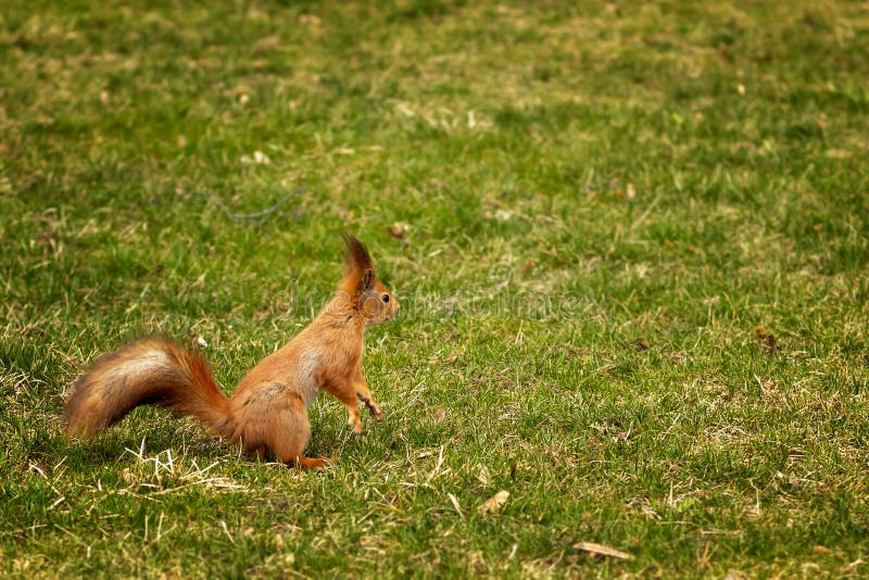 Squirrel on a Green Lawn in a Park in Spring Stock Image - Image of ...