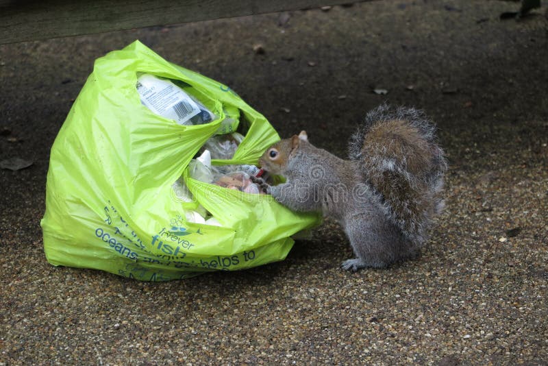 Squirrel in rubbish bin stock photo. Image of sitting - 24330902