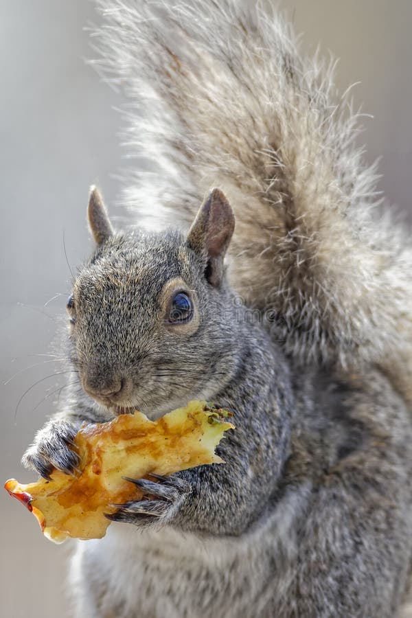 Squirrel stock photo. Image of sciurus, white, front - 50797390