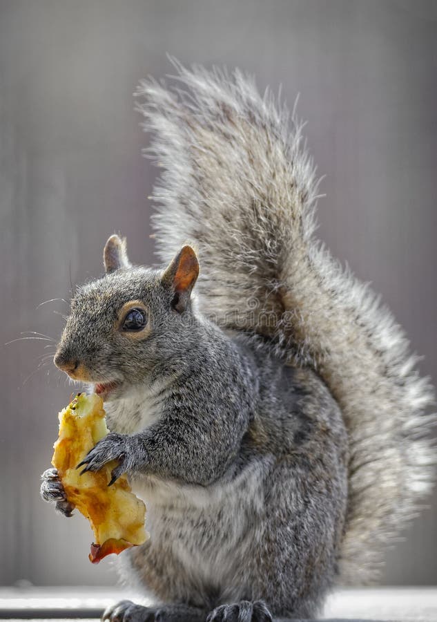 Squirrel stock photo. Image of nature, white, wild, brown - 50797684