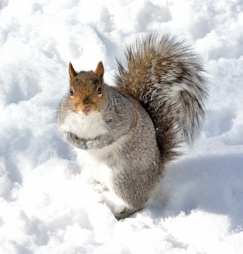 Squirrel and Blu Jay stock photo. Image of cold, blue - 48434242
