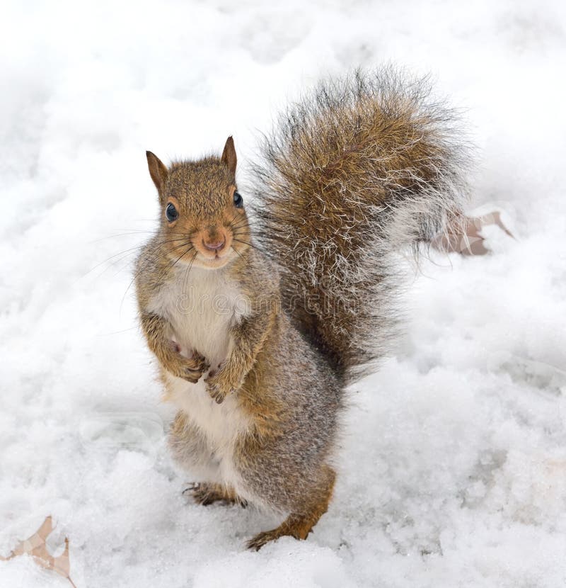 Squirrel and Blu Jay stock photo. Image of cold, blue - 48434242