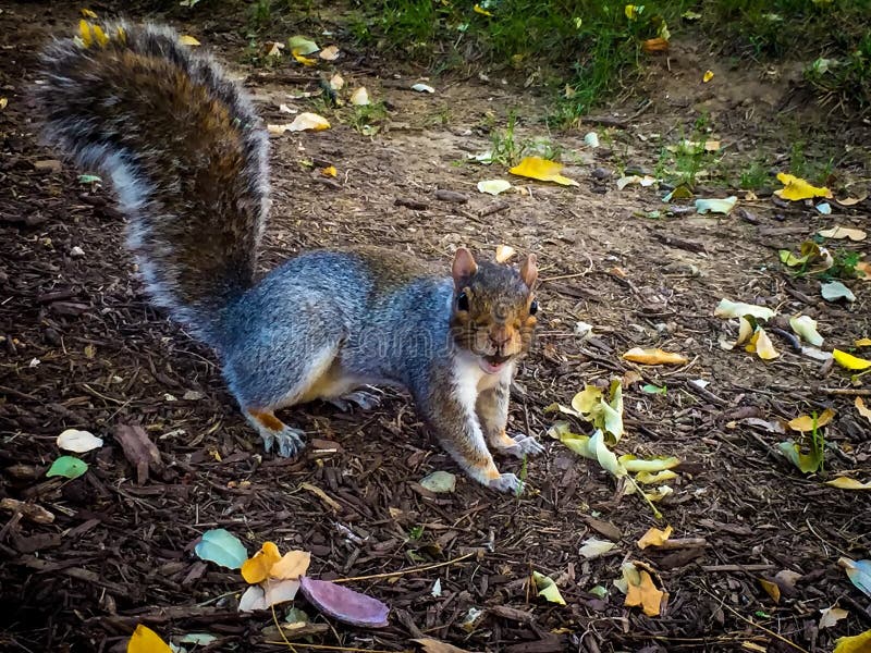 Squirrel on the Ground with Fall Leaves Around Stock Image - Image of ...