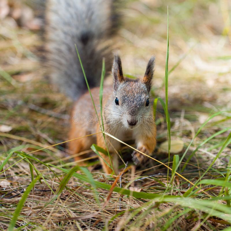 Squirrel on a Ground in Grass Stock Photo - Image of creature, fluffy ...