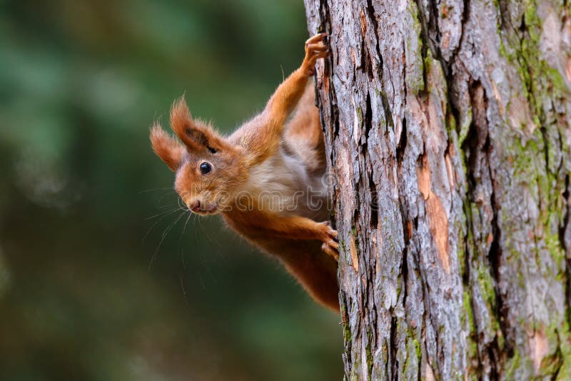 A Squirrel Guard on the Tree Stock Image - Image of forest, wildlife ...