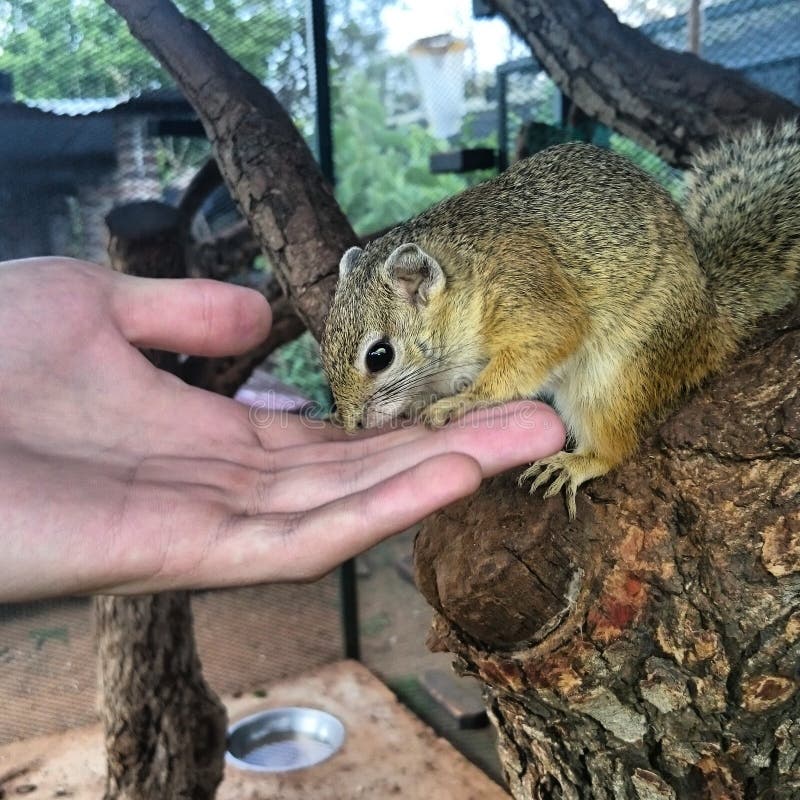 Squirrel stock image. Image of wild, animal, hand, nature - 47871475