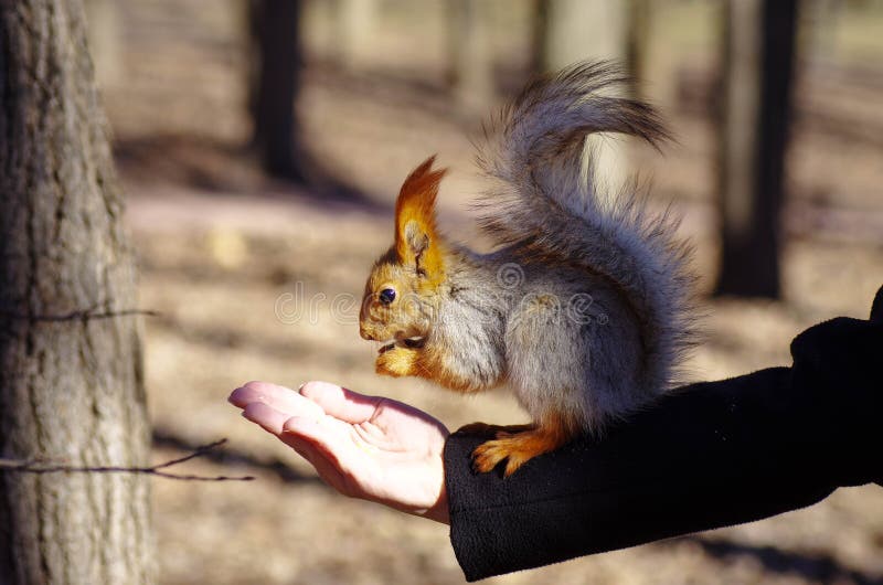 Squirrel stock image. Image of eating, ground, catch - 40122991