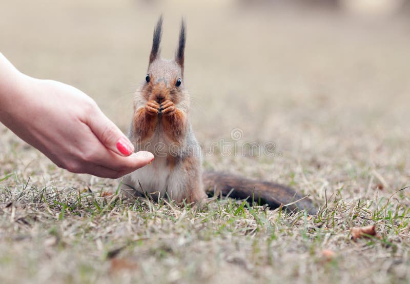Squirrel and the hand stock image. Image of wild, feeding - 57705253
