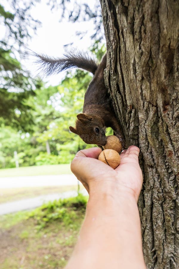 Squirrel in the Hands of Eating Nuts from a Tree Stock Photo - Image of ...