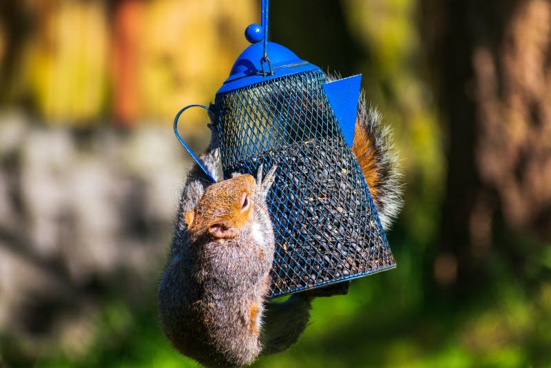 Red Squirrel Hanging on Tree Stock Image - Image of animals, tail: 14000435