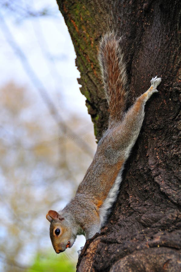15+ Squirrel hanging tree Free Stock Photos - StockFreeImages