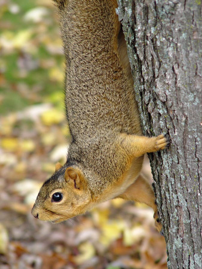 Squirrel hanging in tree stock photo. Image of animal, nature - 549416