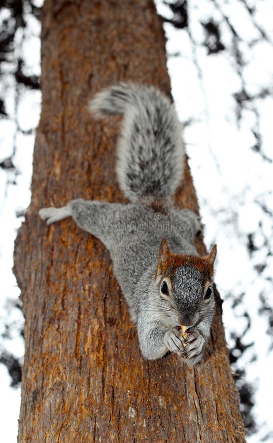 Squirrel Hanging Upside Down On Barren Tree Branch In Chicago Park ...