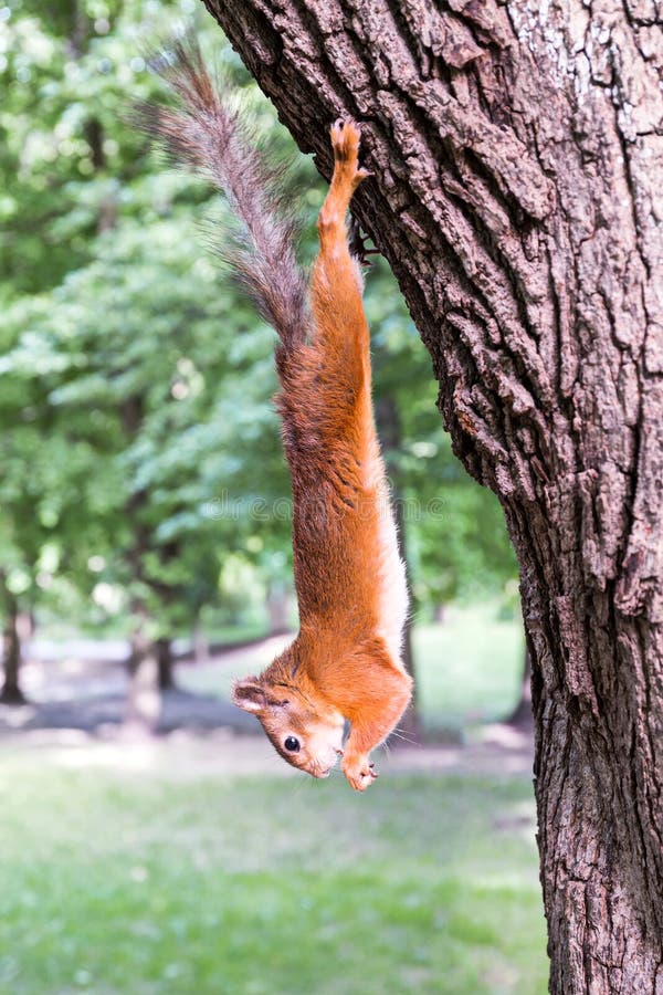 Squirrel hanging on a tree stock photo. Image of park - 63037712