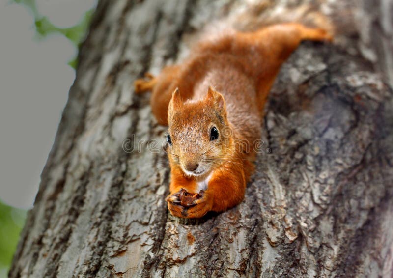 An Amazon Red Squirrel Feeding on Fruit Stock Image - Image of fruits ...