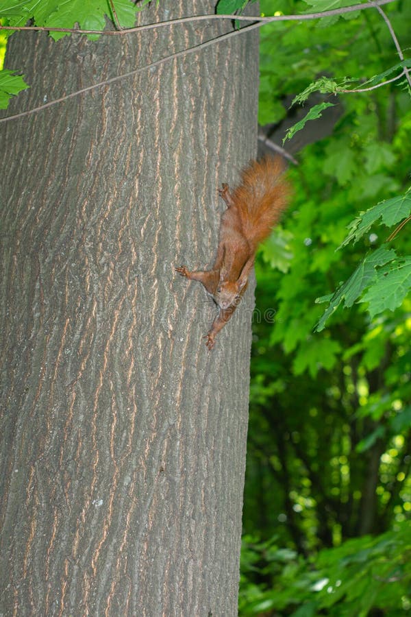 Squirrel Hanging on the Tree Upside Down Holding the Back of the Tree ...