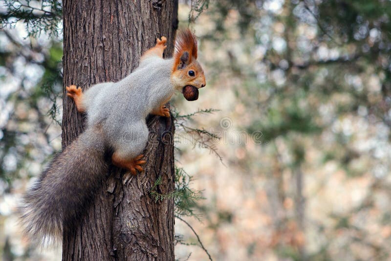 Squirrel Hanging on Tree with Walnut in Mouth Stock Photo - Image of ...