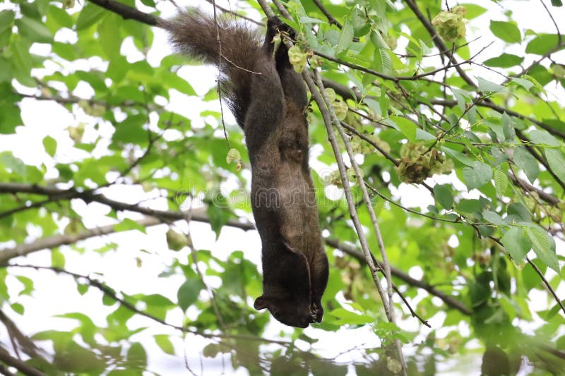Squirrel Hanging Upside Down Stock Photo - Image of nature, tree: 345928090