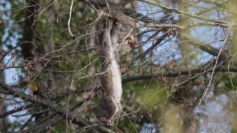 Squirrel Hanging Upside Down from Tree Branch. Stock Video - Video of ...