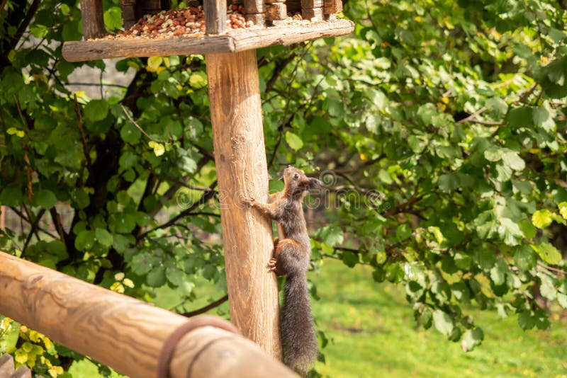 A Squirrel Hangs from a Tree and Enjoys a Snack Stock Photo - Image of ...