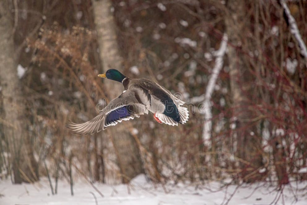 Mallard Flying in Falling Snow Stock Photo - Image of falling, beak ...