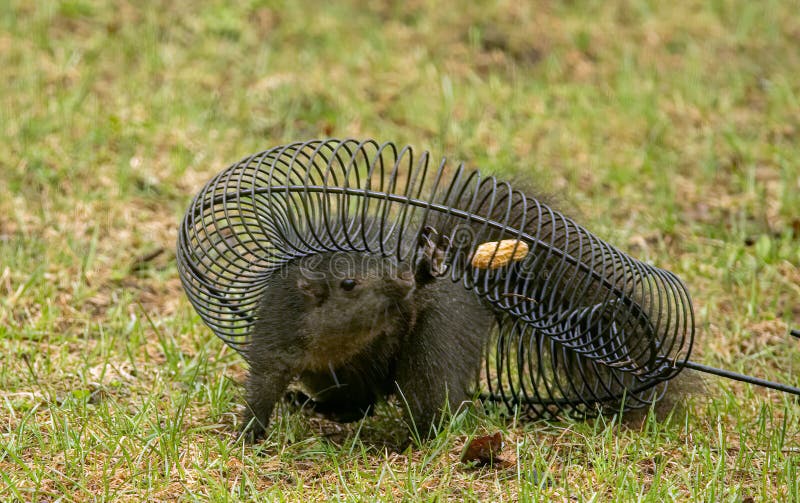 Squirrel Happy Getting Peanut Stock Photo - Image of squirrel, ground ...