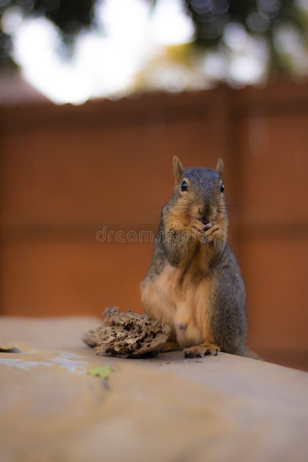 Brown Squirrel on Your Backyard Stock Photo - Image of nature, easy ...
