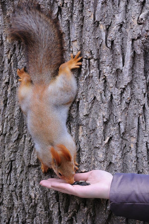 Squirrel dinner stock photo. Image of dinner, tail, fluffy - 61957736