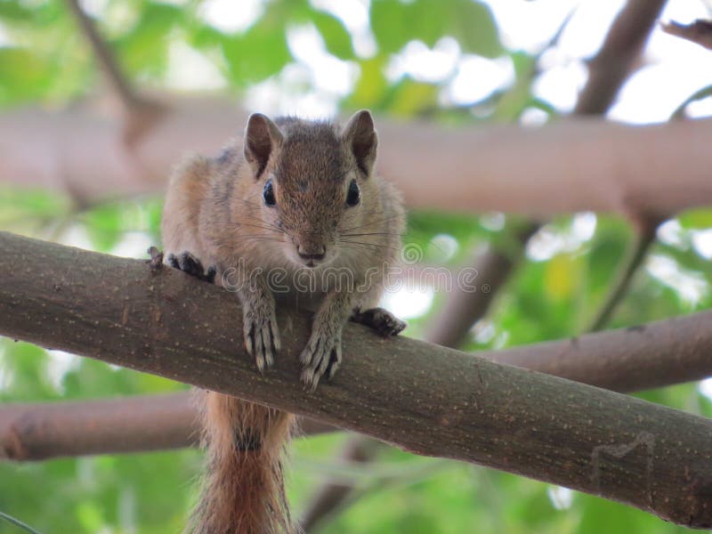 A Squirrel Having a Long Tail on a Tree Stock Photo - Image of chipmunk ...