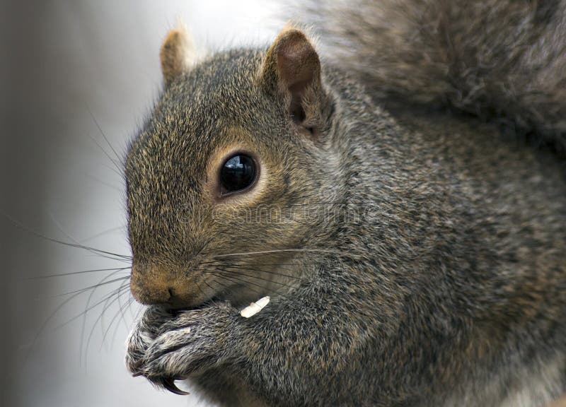 Squirrel having a snack stock image. Image of portrait - 28833915