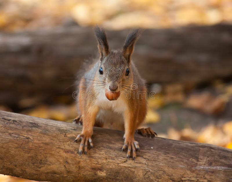 Squirrel with hazelnut stock photo. Image of sciurus - 21687412