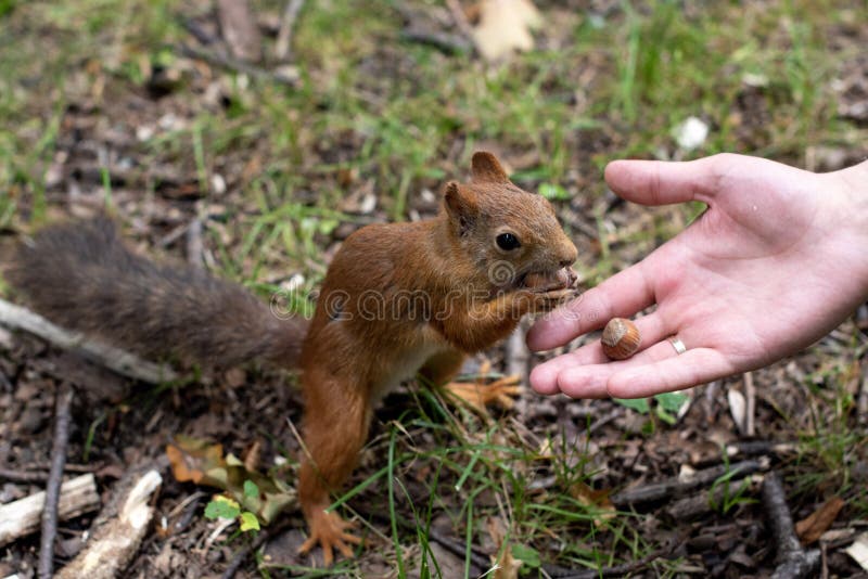 Squirrel and hazelnuts. stock image. Image of feeds - 156397823