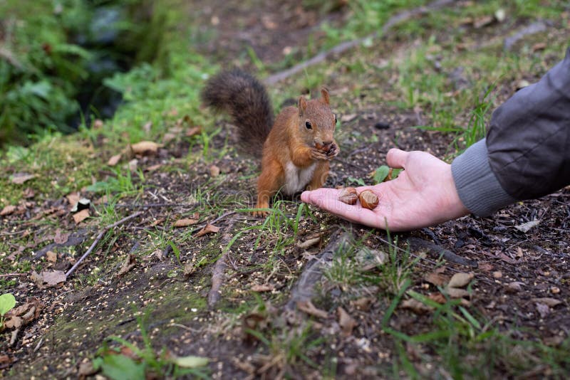 Squirrel and hazelnuts. stock photo. Image of feeds - 156397684