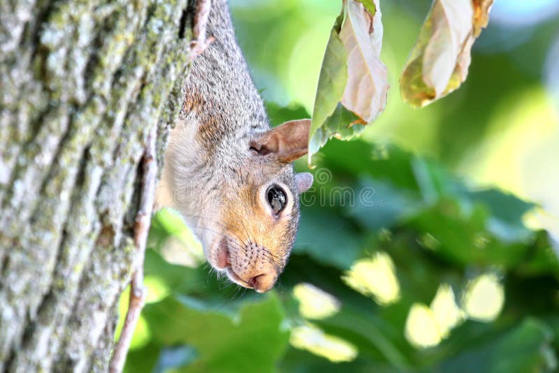 Squirrel head stock photo. Image of mammal, explore, agile - 59608662
