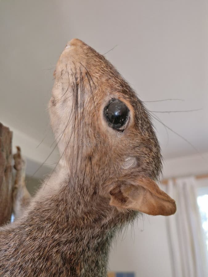 Squirrel head stock image. Image of animals, head, squirrels - 94502997
