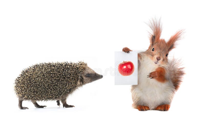 Squirrel and hedgehog stock photo. Image of isolated - 32791942
