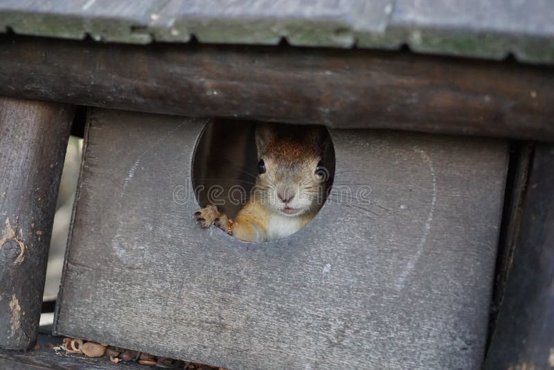 Squirrel stock photo. Image of animals, squirrel, hello - 129457138