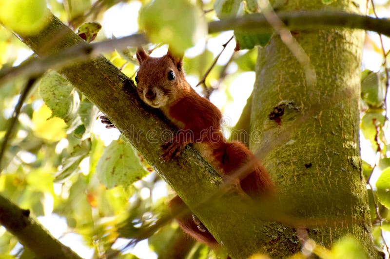 Squirrel hidden in a tree stock photo. Image of animal - 333697228