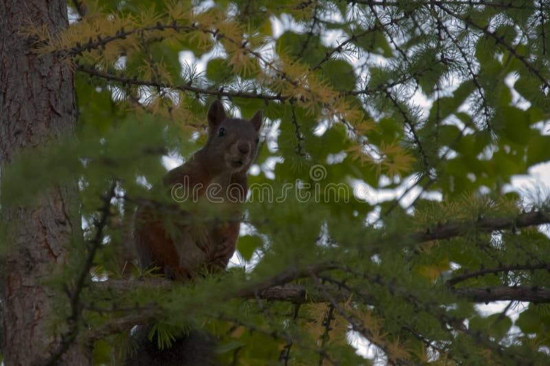Squirrel Hide on the Green Larch Stock Image - Image of squirrel, fuzzy ...