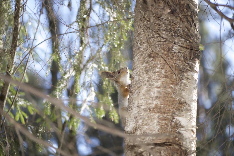Squirrel Hides in the Forest in Summer Stock Photo - Image of brown ...